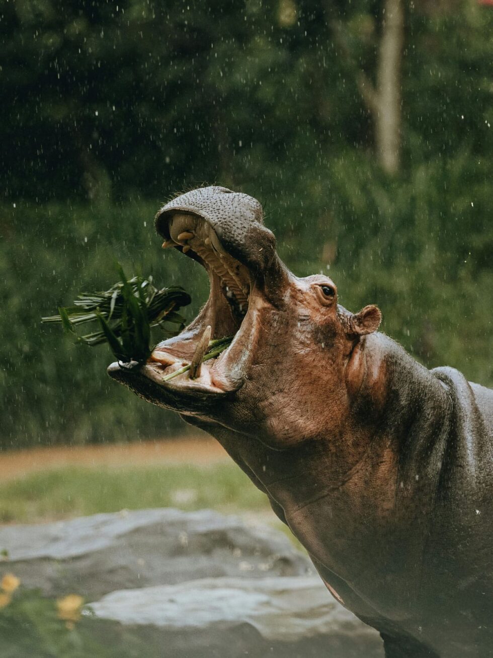 About | Safari Trackers