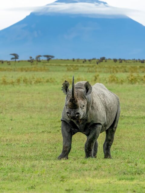 Custom-Tailored Hunting Safaris | Safari Trackers