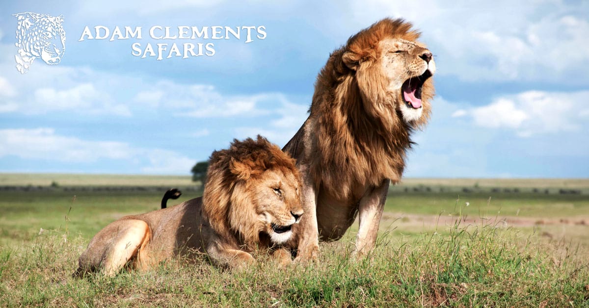 Contact | Safari Trackers